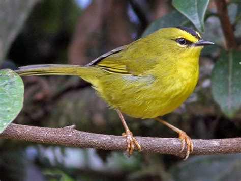 Look Raymond R Brooklynninenine