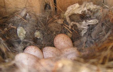 Nuthatch Eggs