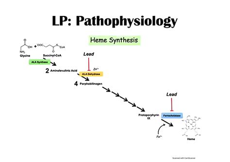 Lead Poisoning Toxicity Symptoms At Carlos Snyder Blog