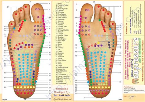 Reflexology Pressure Point Chart