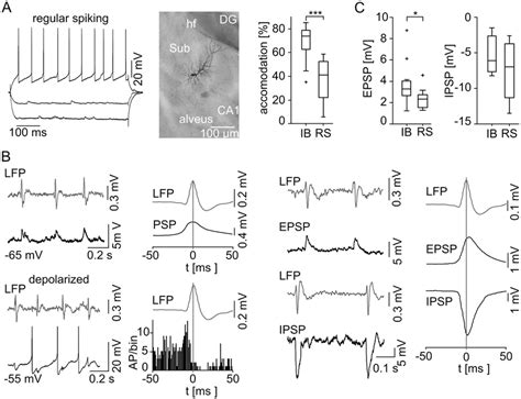 Behavior Of Subicular Rs Cells During Spontaneous Subicular Spw