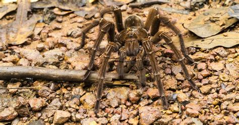 Así Es La Tarántula Goliat La Araña Más Grande Del Mundo