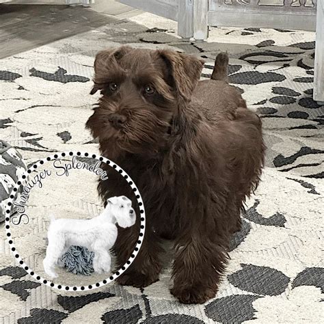 Liver Mini Schnauzer Male Schnauzer Splendor