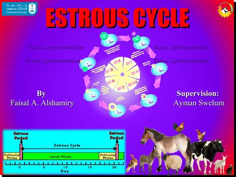 Presentation On Estrous Cycle Ppt