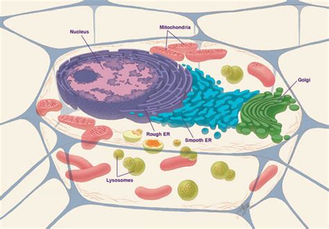 Odd Blobs Inside Cells Challenge Biology Fundamentals Realclearscience