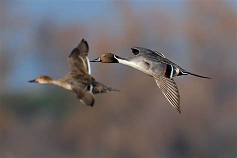 Codoni In Volo Juzaphoto