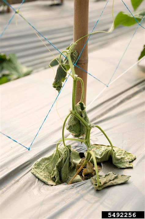 Pythium Diseases Genus Pythium