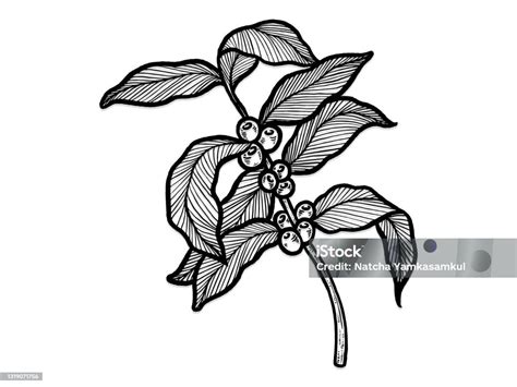 커피 콩 잎 콩을 곁들인 커피 나뭇가지 벡터 식물 도면 스케치 라인 아트 디자인 사실적인 자연 스타일 유기농 일러스트레이션 커피