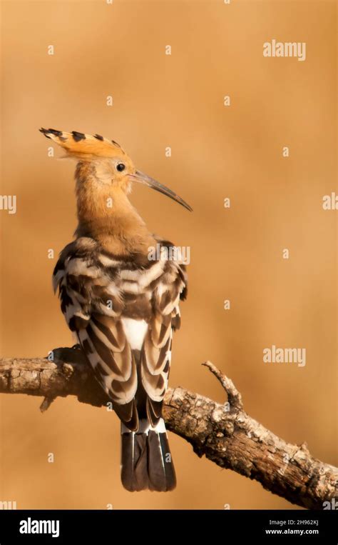 Upupa Epops The Hoopoe Is A Species Of Bucerotiform Bird In The