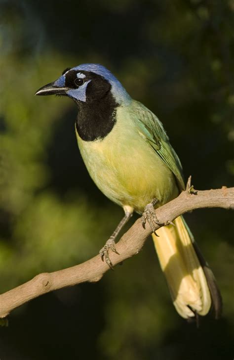 What Bird Taxonomy Teaches Us Owen Deutsch Photography