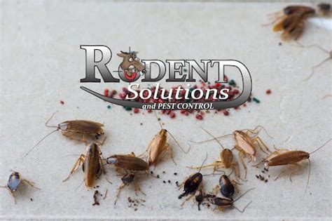 How Much Does Roach Pest Control Cost