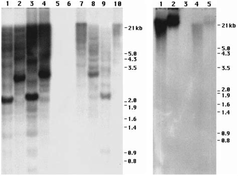Sequences That Cross Hybridize With TVCV Are Present In The Genomes Of Download Scientific