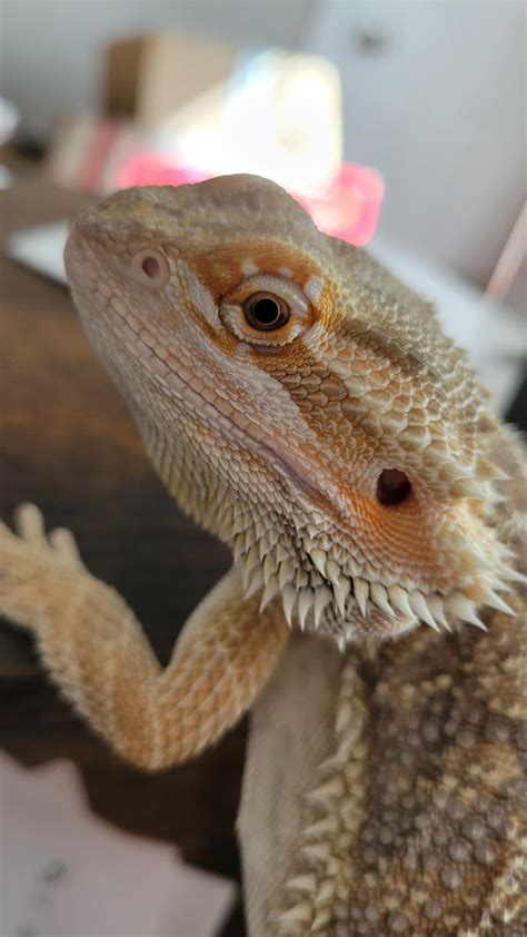 Yoshi Posing R Beardeddragons