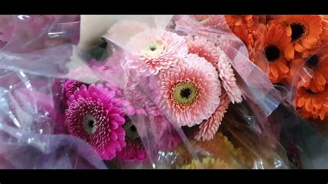 폼포니거베라 생화 인터넷꽃도매시장 생화택배 생화도매 인터넷꽃시장 인터넷꽃도매 장미대량구매 꽃 꽃다발 꽃도매 꽃시장 부산꽃시장 김해꽃시장 꽃쇼핑몰 김해꽃 부산꽃 꽃싸게사는법