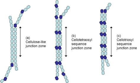 Schematic Diagrams Of Interactions That May Form Junction Zones Between
