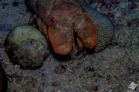 Blunt Slipper Lobster Facts And Photographs • Seaunseen