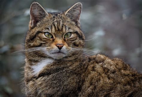 Captive Bred Scottish Wildcats May Save The Species From Extinction