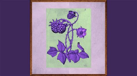 Blackberry Blossom Youtube