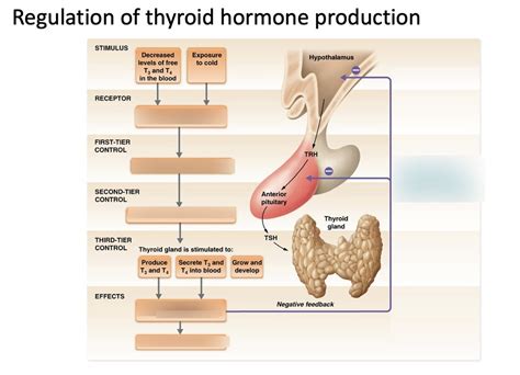 Regulation Of Thyroid Hormone Production Diagram Quizlet