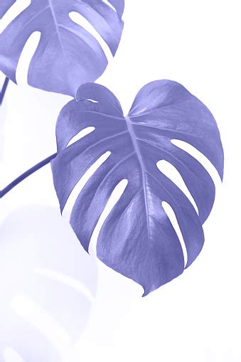 포네타 델리시오사 또는 스위스 치즈 식물의 잎은 흰색 배경에 보라색으로 톤 매우 페리 색상 2022 0명에 대한 스톡 사진 및 기타 이미지 Istock