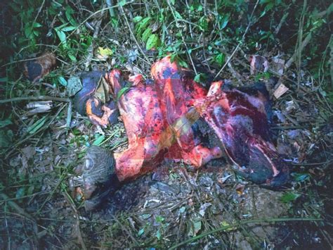 ငပုတောမြိုနယ်တွင် ခေါင်းဖြတ်၍အစွယ်ထုတ်ယူခံထားရသည့် တောဆင်ရိုင်းအသေတစ