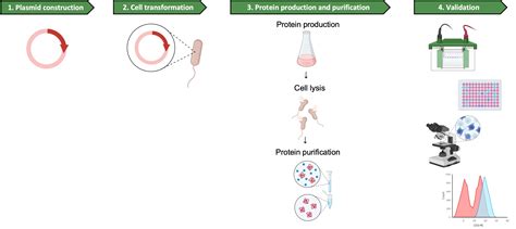 Large Scale Protein Production