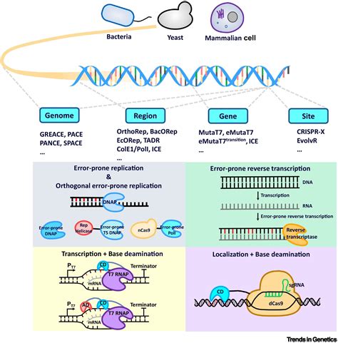 Empowering Continuous Evolution Of Proteins By In Vivo Mutagenesis Trends In Genetics