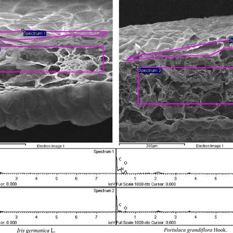 Example Of Field Emission Scanning Electron Microscope Output For The Download Scientific