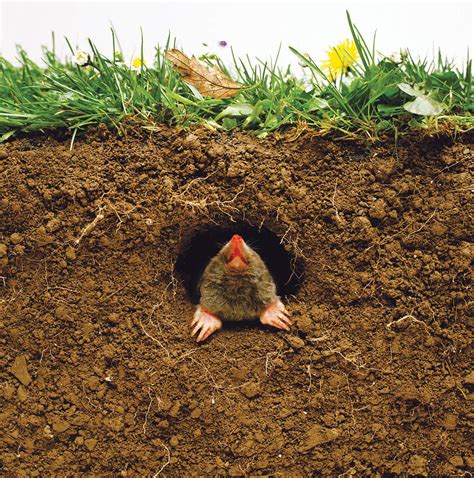 Burrowing Mole