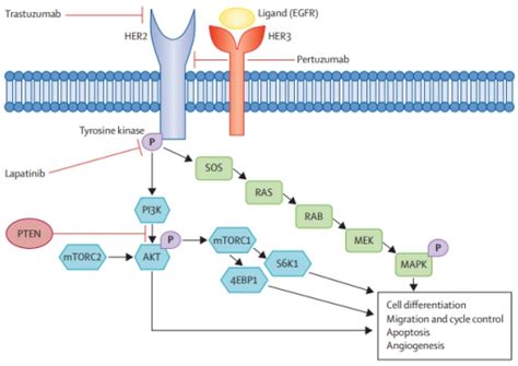 Fig1 Her2 Signaling Pathway And Her2 Targeted Therapy
