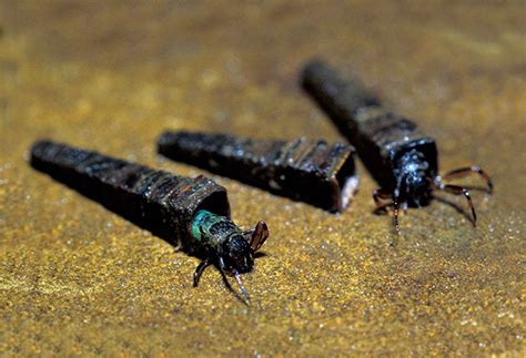 The American Grannom Genus Brachycentrus Is A Springtime Gem Orvis News