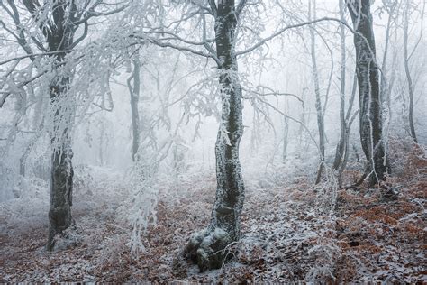 Frozen Forest Behance