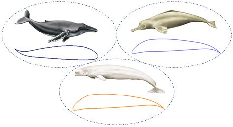Numerical Simulation Of The Transient Flow Around The Combined Morphing Leading Edge And