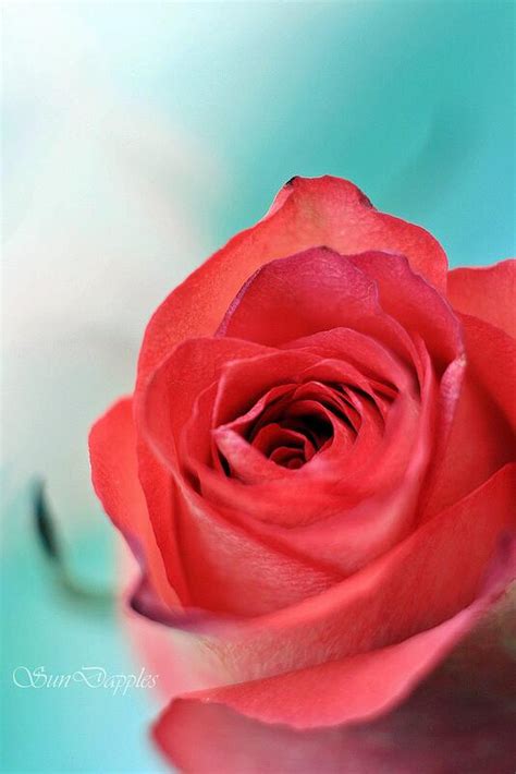 Bilkolechenie Билки Билколечение Лечение с билки Билкова аптека екстракти пакети и смеси