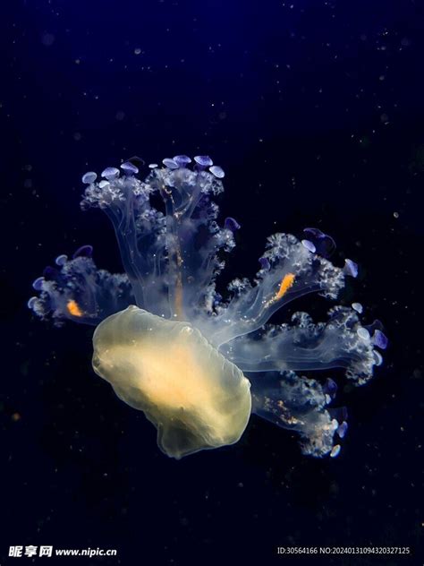 水母摄影图 海洋生物 生物世界 摄影图库 昵图网