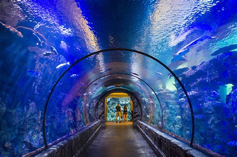Announcing Macna 2018 Las Vegas Coral Magazine