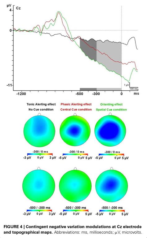 shows the distributed source activation pattern evoked by different ant