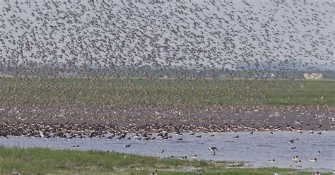 Migratory Bird Route Over East Anglia May Be Named A Unesco