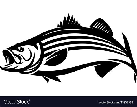 Striped Bass Fish Fishing Royalty Free Vector Image