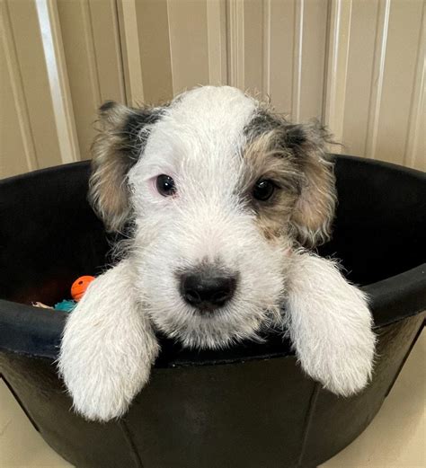 Keeping Mona Male Tri Rough Male Jack Russell Terrier Puppy For Sale Duke S Legacy Jack
