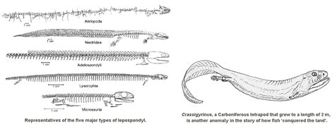 Lepospondyls