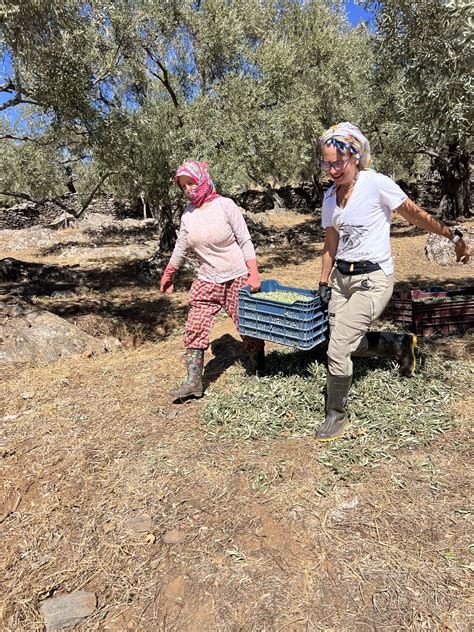 Zeytinyağımbaşucumda 4yapraklıyonca Erkenhasat Soğuksıkım Aşk Aşkiçin Imece