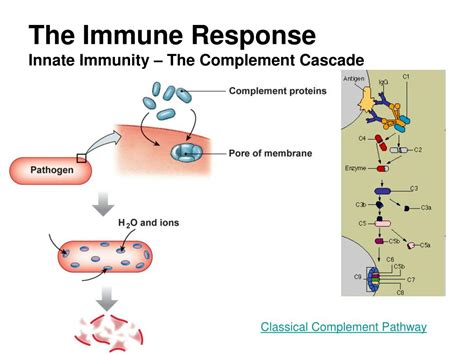 Ppt Immune System Function Powerpoint Presentation Free Download