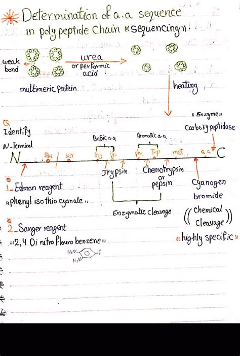 Bohr Effect Educational Materials Edubirdie