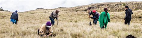 Treeapp Plant Trees Make A Real Impact