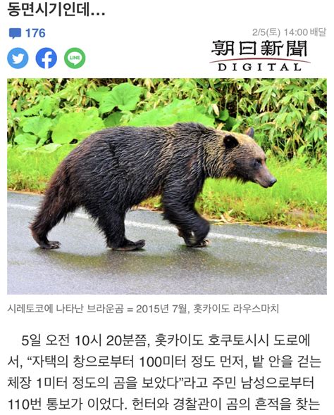 동면따위 안하는 진화한 일본 야생불곰 에누리 쇼핑지식 자유게시판