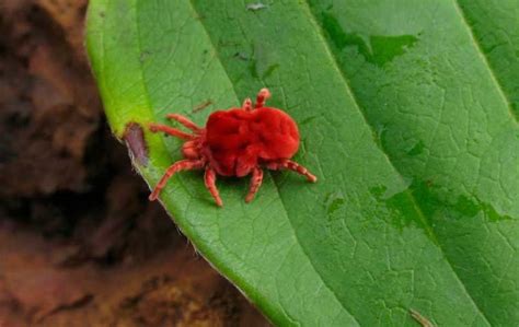 Chiggers Miche Pest Control