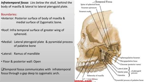 Temporal And Infratemporal Region I Pptx