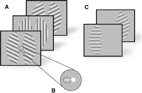 Figure 1 From Spatial Attention Improves The Quality Of Population Codes In Human Visual Cortex