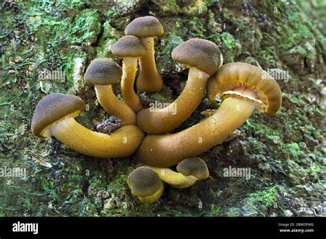 Fungi Growing From A Tree In Rainforest Stock Photo Alamy
